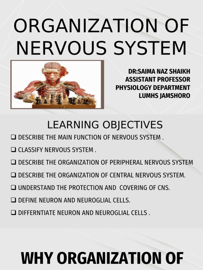 Sonu Organization of Nervous System | PDF | Nervous System | Central Nervous System