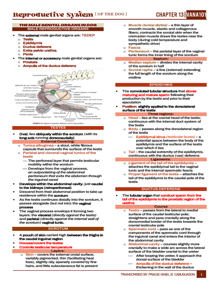 Dog Reproductive System Guide | PDF | Uterus | Testicle