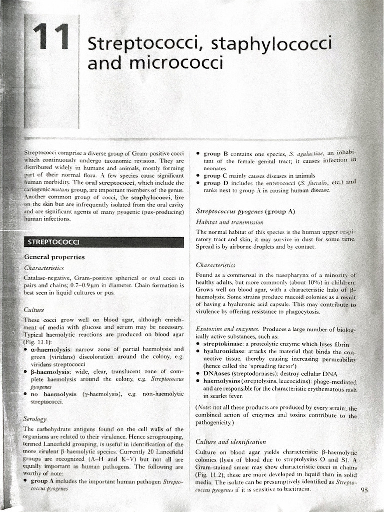 Micro Handout 1 - Streptococci | PDF