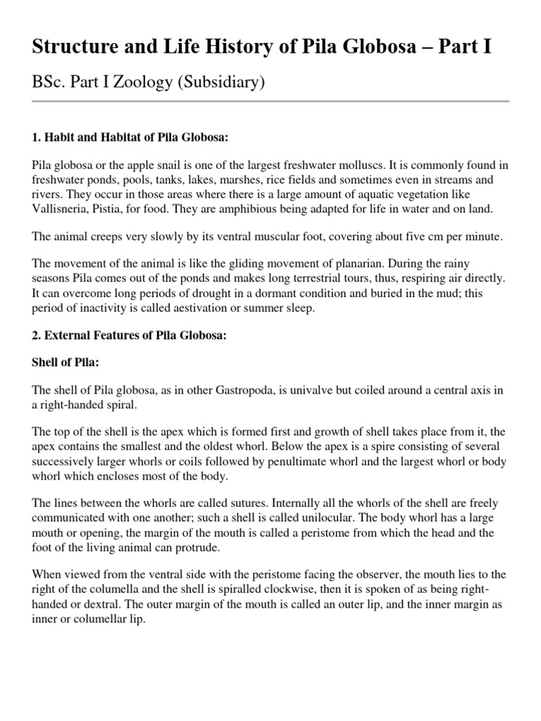 Structure and Digestive System of Pila Globosa | PDF | Digestion | Stomach