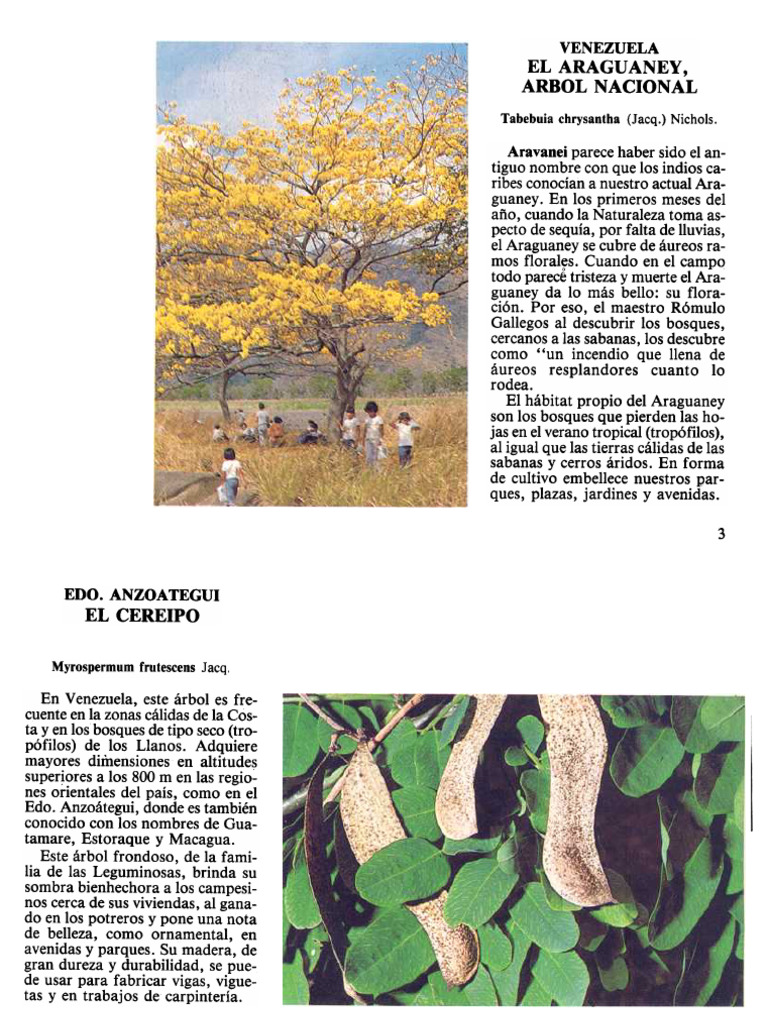 Árboles Emblemáticos de Venezuela | PDF | Arboles | Plantas