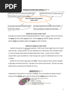 Food Storage in Plants | PDF | Seed | Plants