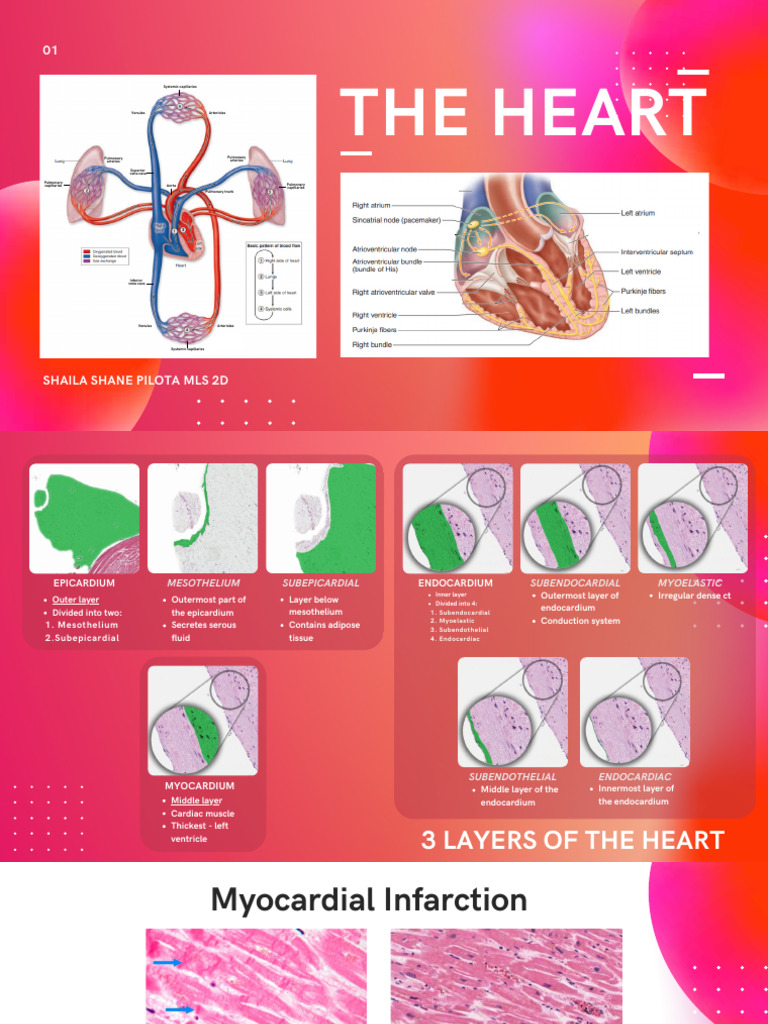 The Circulatory System | PDF | Heart | Cardiac Muscle