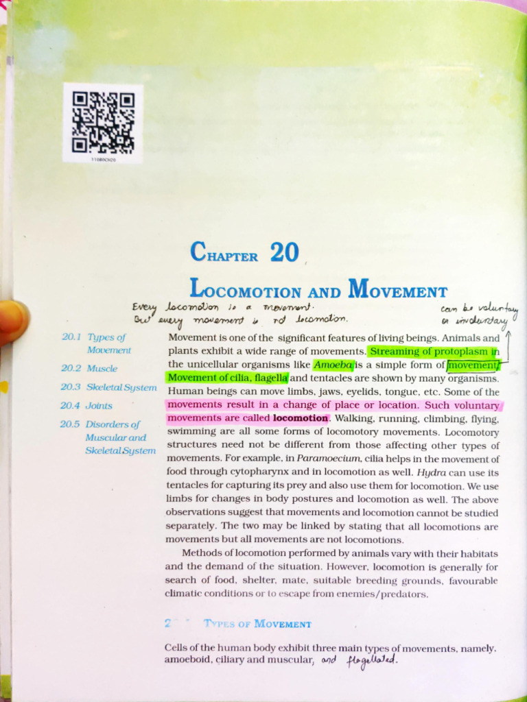 Locomotion and Movement NCERT NOTES | PDF
