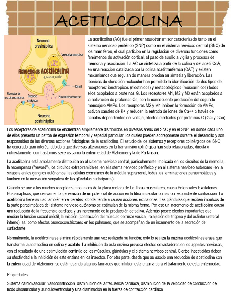 acetilcolina | PDF | Acetilcolina | Neurofisiología