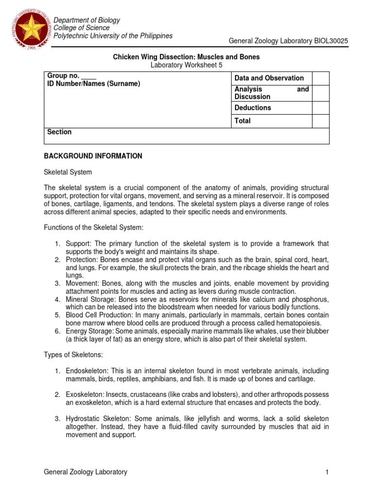 Laboratory Worksheet 5 Chicken Wing Dissection | PDF