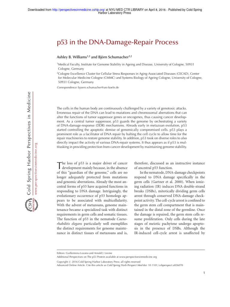 p53 in The DNA-Damage-Repair Process | PDF | Dna Repair | P53