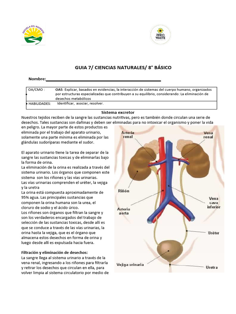 Guia 8 Sistema Excretor | PDF | Sistema urinario | Orina