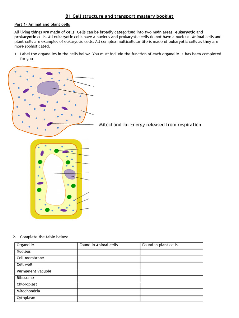 b1 Cell Structure and Transport Slop Arbv4 | PDF
