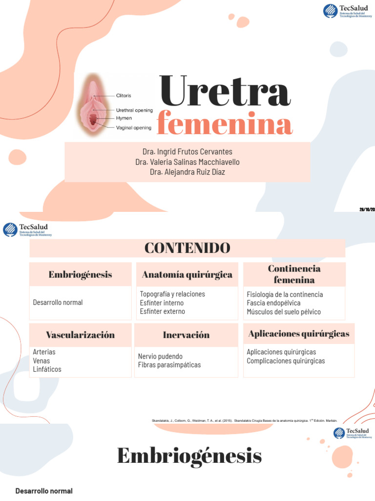URETRA _ URÉTER | PDF | Vagina | Abdomen