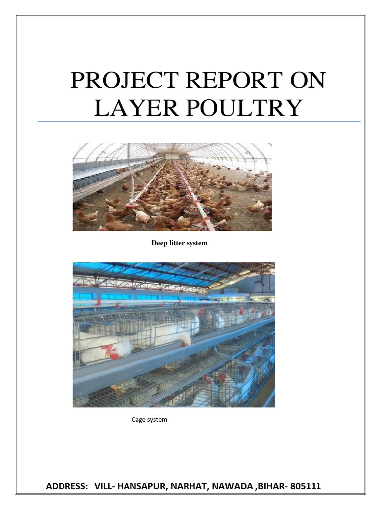 Layer Poultry Farming Project Report | PDF