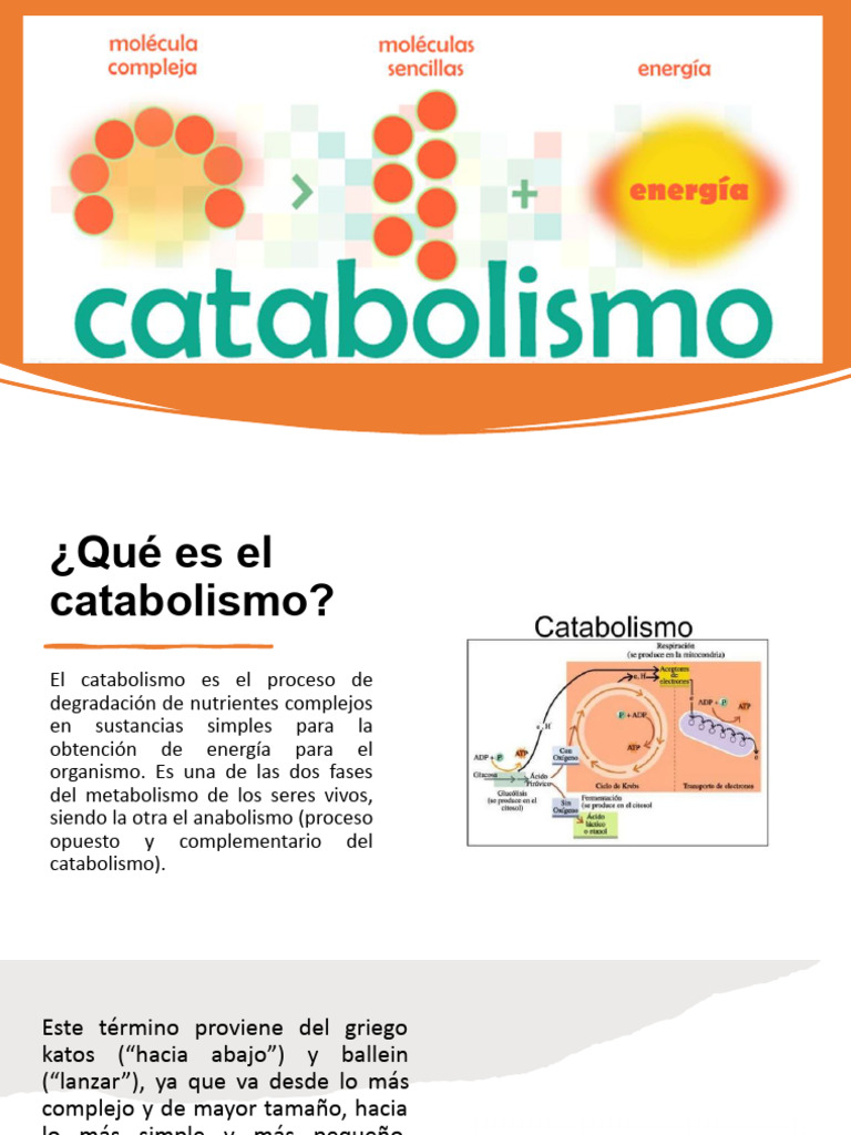 Unidad 3.1. Catabolismo | PDF | Respiración celular | Trifosfato de ...