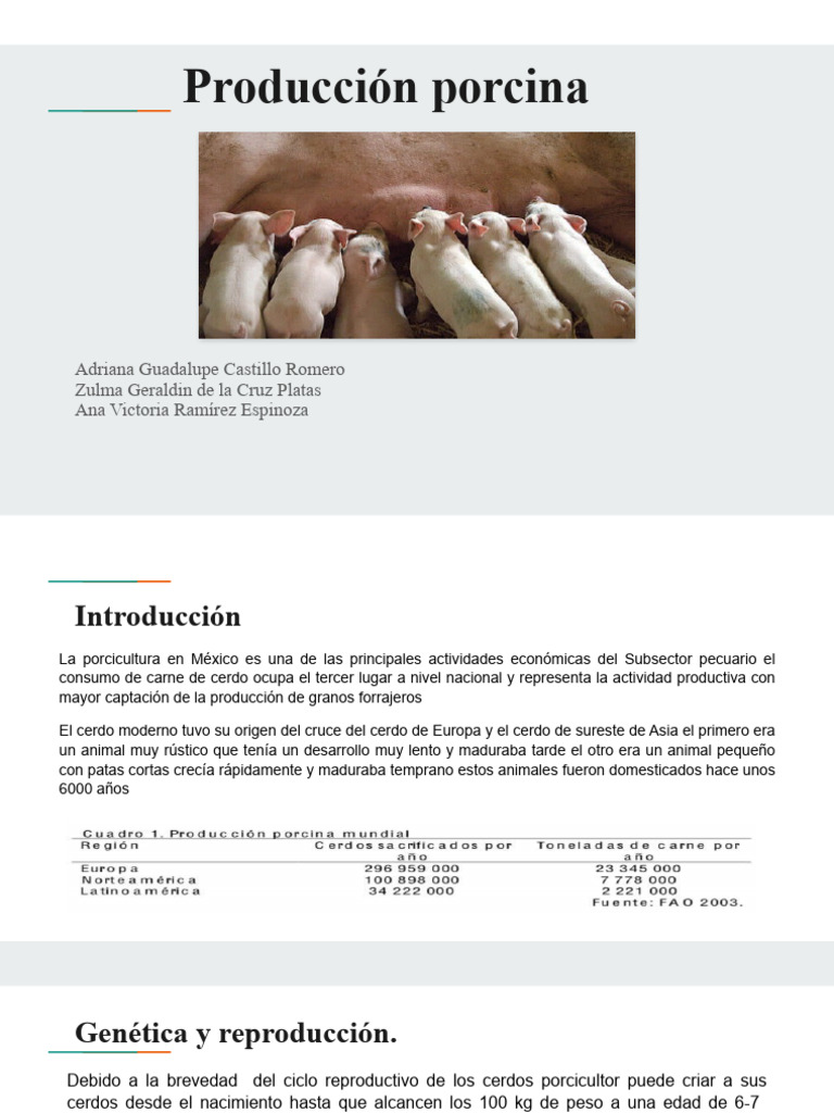 Producción Porcina | PDF