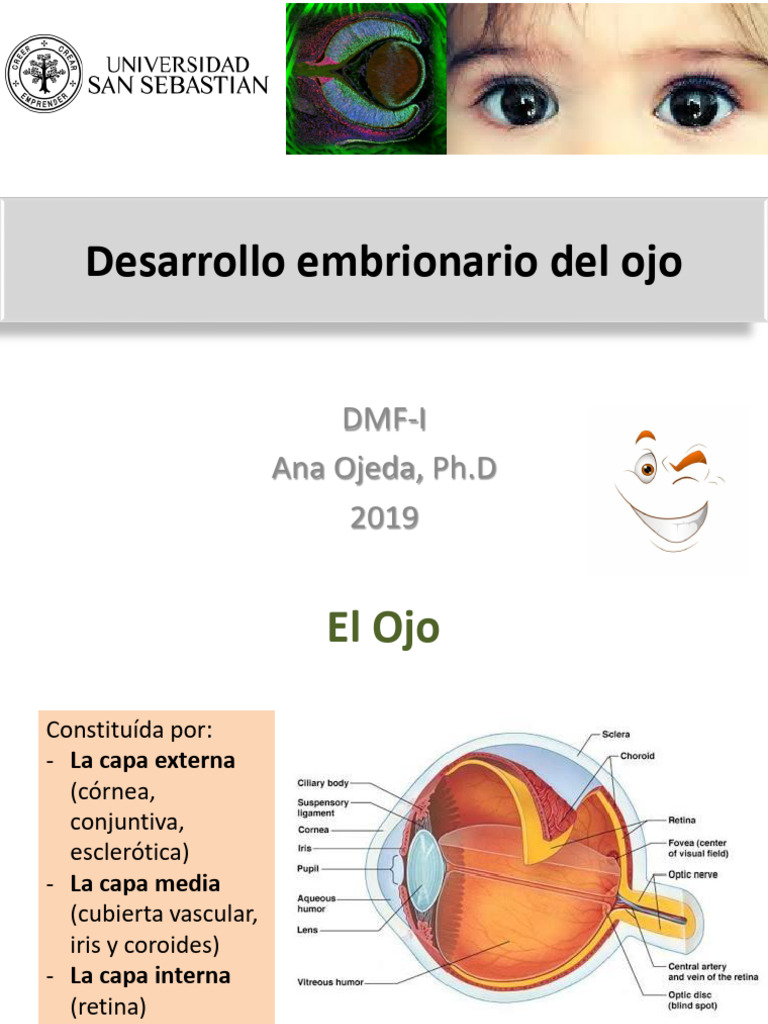 Desarrollo embrionario del ojo | PDF | Ojo humano | Córnea