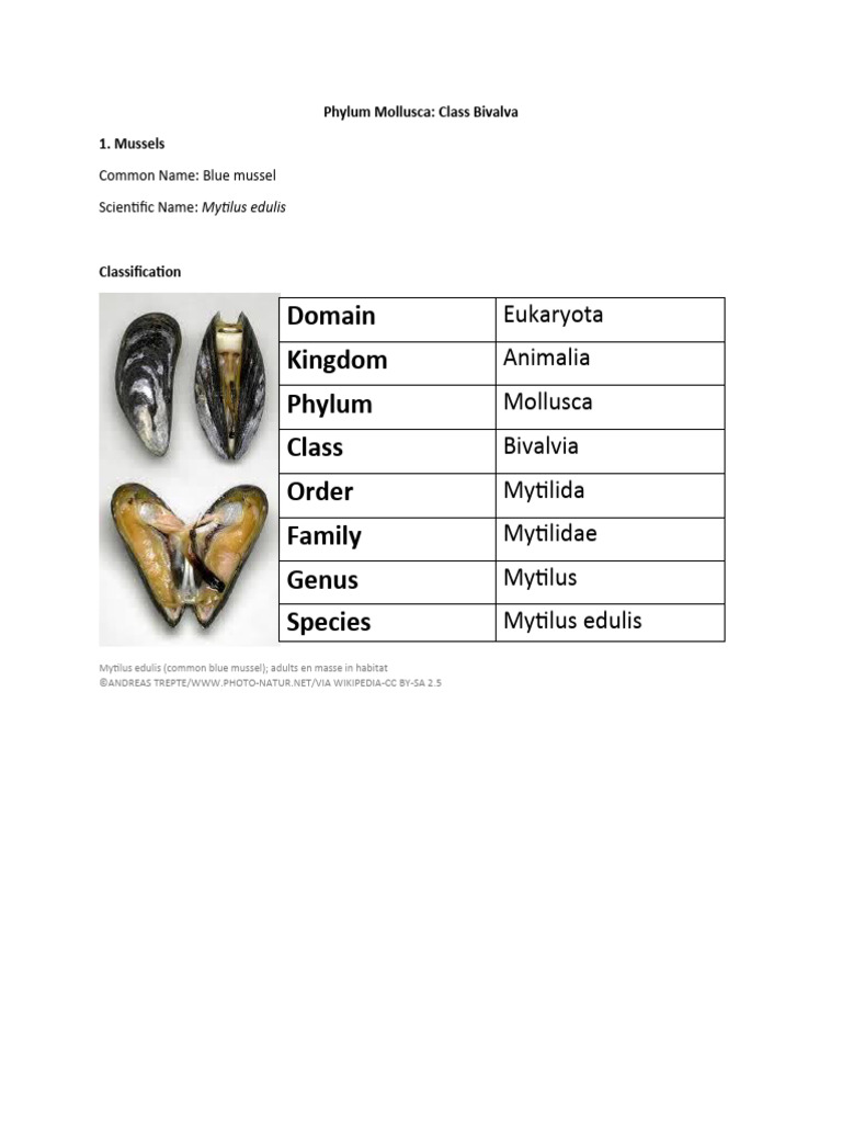 Mussels B | PDF | Mussel | Mangrove