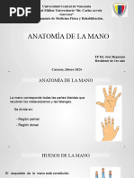 Anatomía de las Falanges de la Mano | PDF | Mano | Articulación