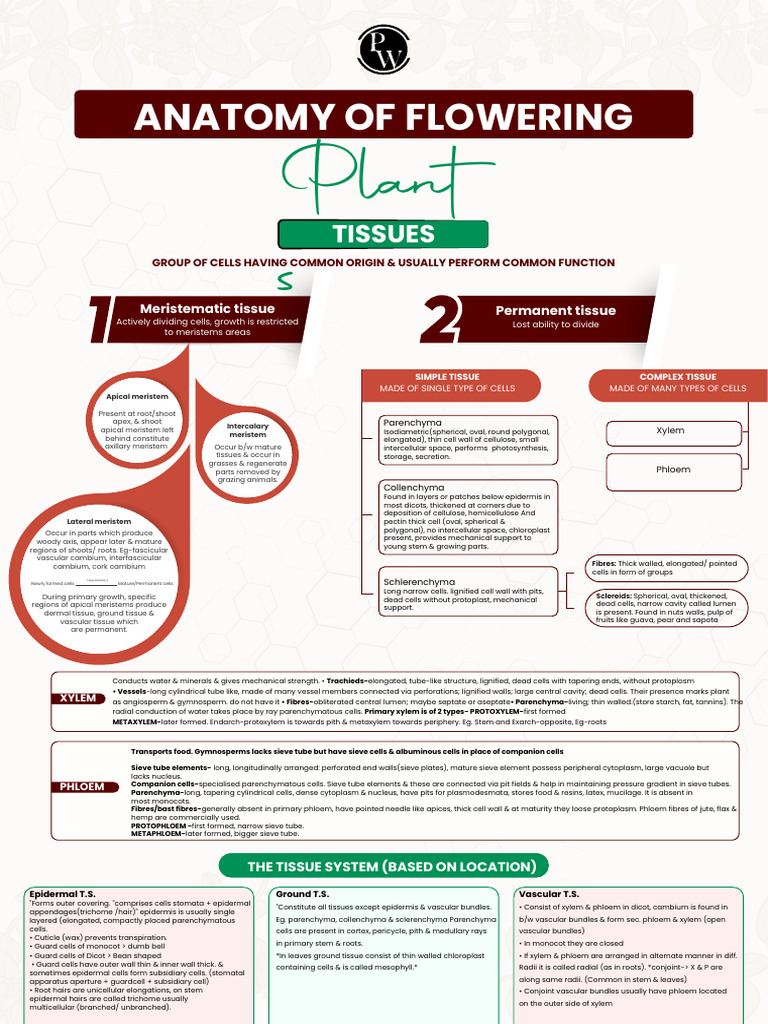 Anatomy of Flowering Plants: Mind Map - NEET Ultimate Crash Course 2.0 ...