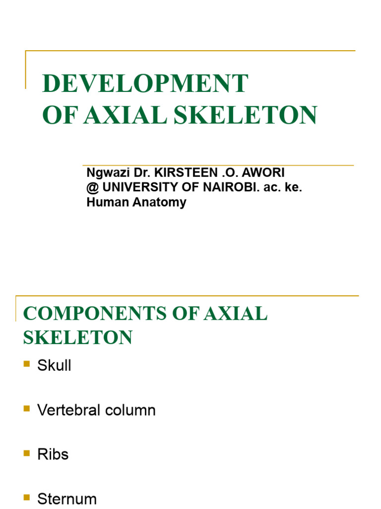 11.development of Axial Skeleton | PDF | Vertebra | Vertebral Column