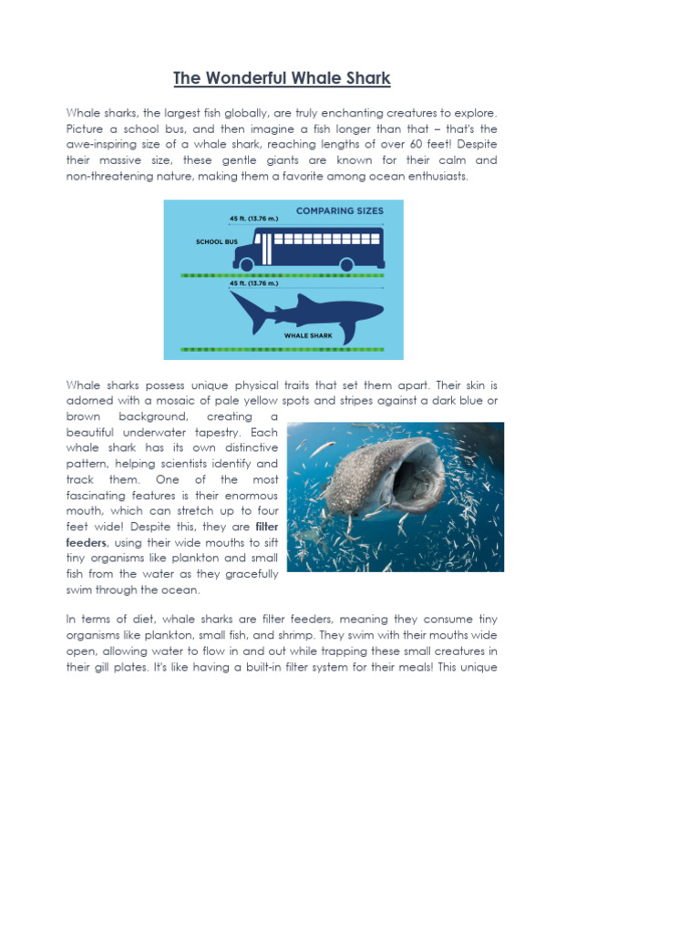Blue Whale and Whale Shark - Compare and Contrast | Download Free PDF ...