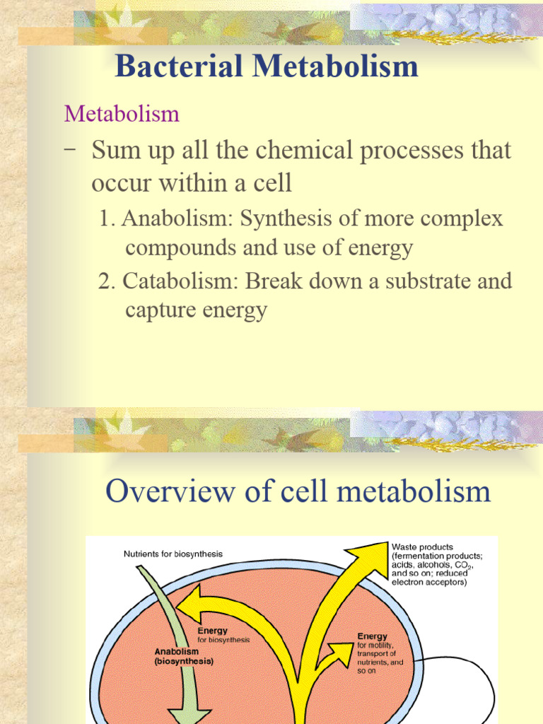Bacterial Metabolism | PDF