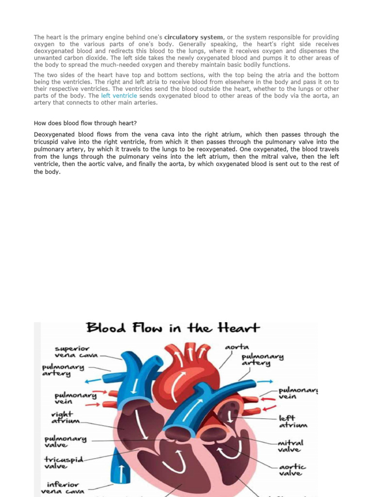 Heart-Circulatory 9999 | PDF | Heart | Atrium (Heart)