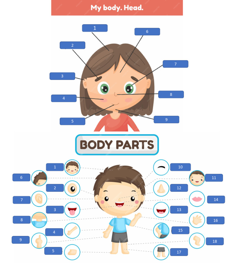 Body Parts - Exercise | PDF