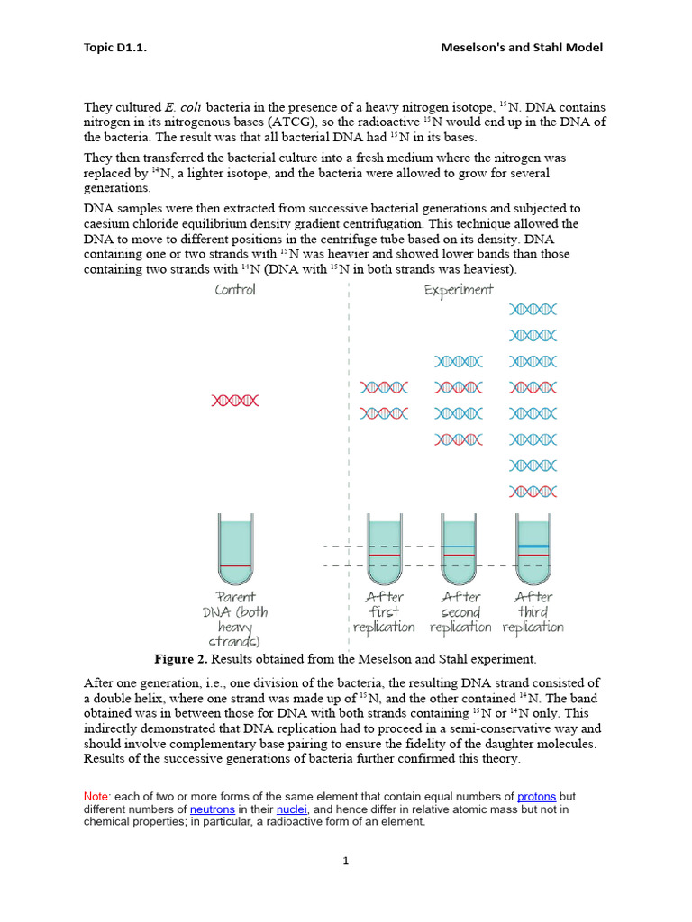 Meselson's and Stahl Model Notes-Questions 2 (Копия) | PDF | Dna ...