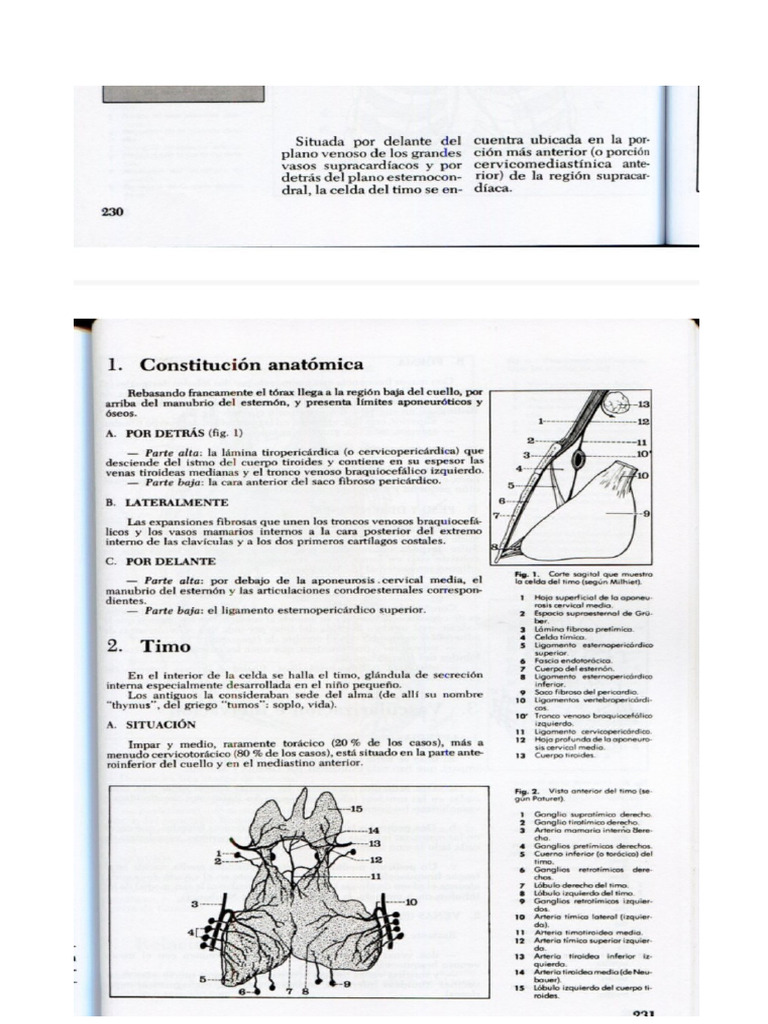 Timo | PDF | Relaciones personales, crianza y desarrollo personal | Ciencia y matemáticas