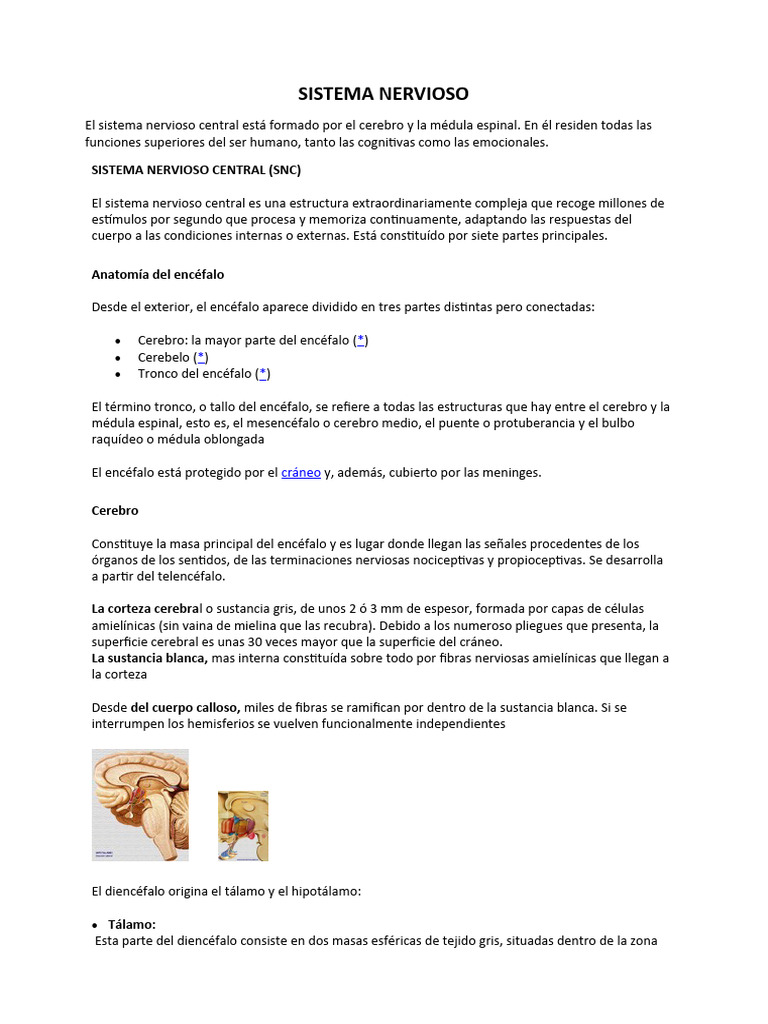Sistema Nervioso | PDF | Cerebro | Sistema nervioso central