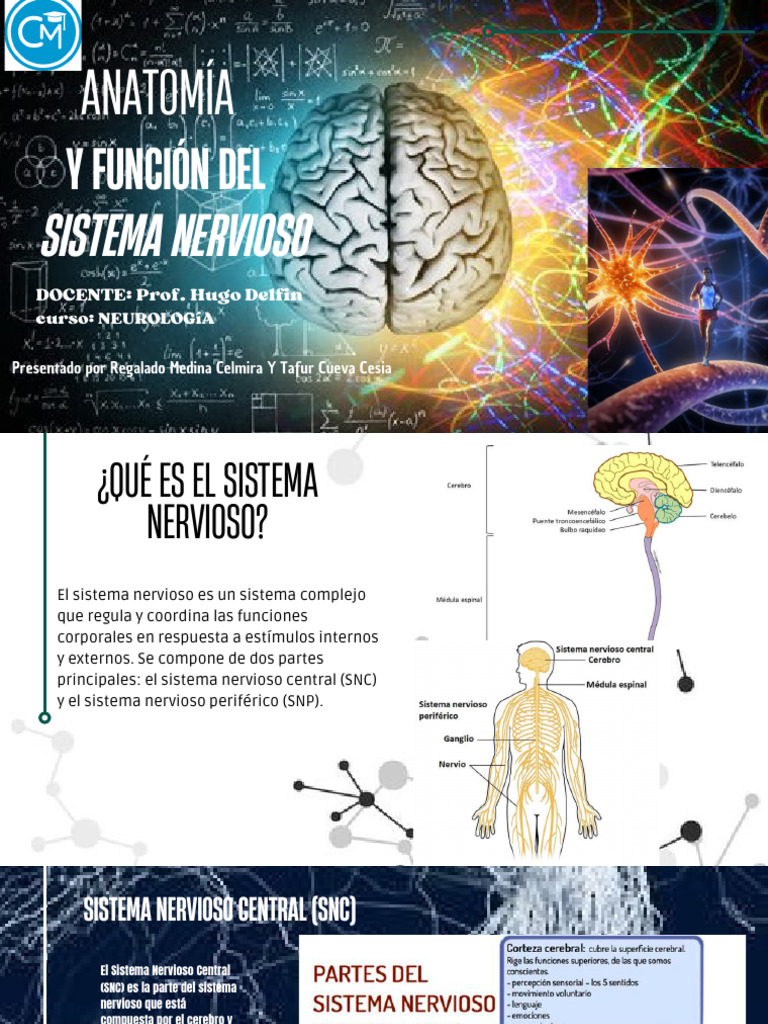 Anatomia y Funcion Del Sistema Nervioso | PDF