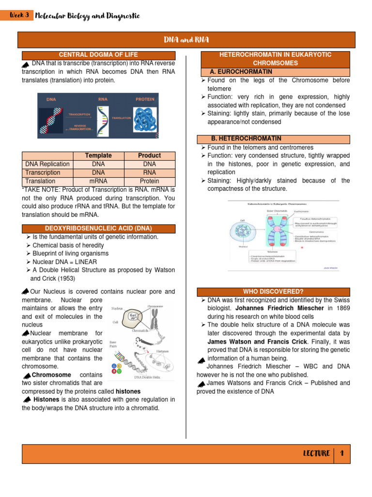 Week 3 DNA and RNA | PDF | Meiosis | Mitosis