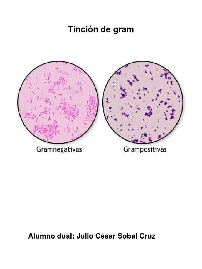 Tinción de gram | PDF | Bacterias Gram-negativo | Bacterias Gram Positivas