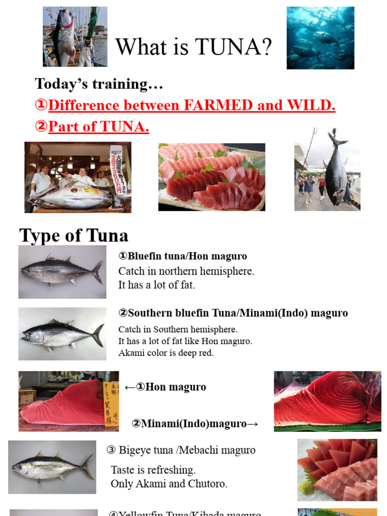 Training Tuna | PDF | Tuna | Edible Fish