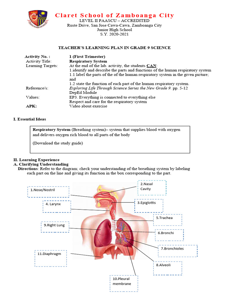 Activity 1 Respiratory System | PDF | Respiratory Tract | Respiratory ...
