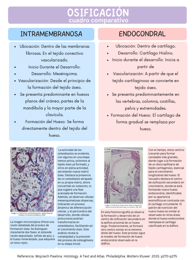 Cuadro Comparativo. Osificación Intramembranosa y Osificación ...