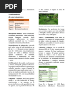Ficha Técnica Del Pasto Guinea (Panicum Máximum Cv. Guinea Común) | PDF