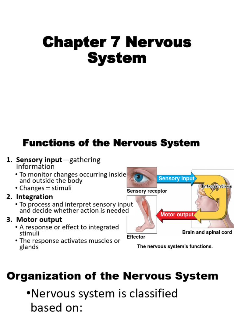 Chapter 7 Nervous System | PDF