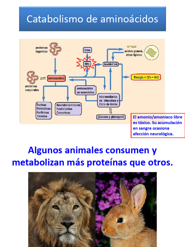 Metabolismo Del Nitrógeno de Los Aminoácidos - Clases de Bioquimica | PDF | Transaminasa | Arginina