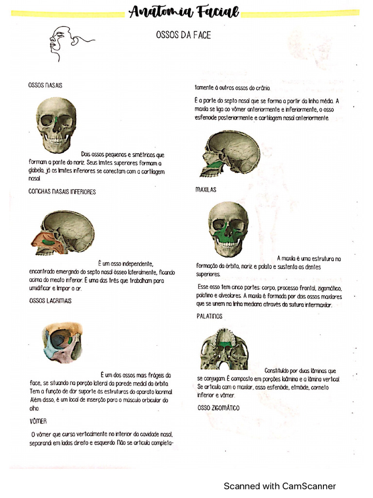 Ossos Da Face | PDF