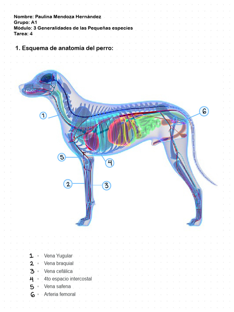 Anatomía Canina | PDF | Anatomía | Cráneo