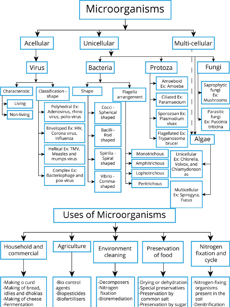 Class 8 Mindmap Microorganism | PDF