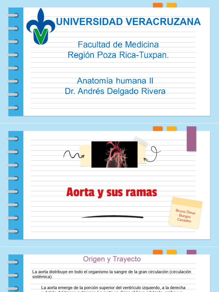 Aorta y Sus Ramas | PDF | Aorta | Tórax
