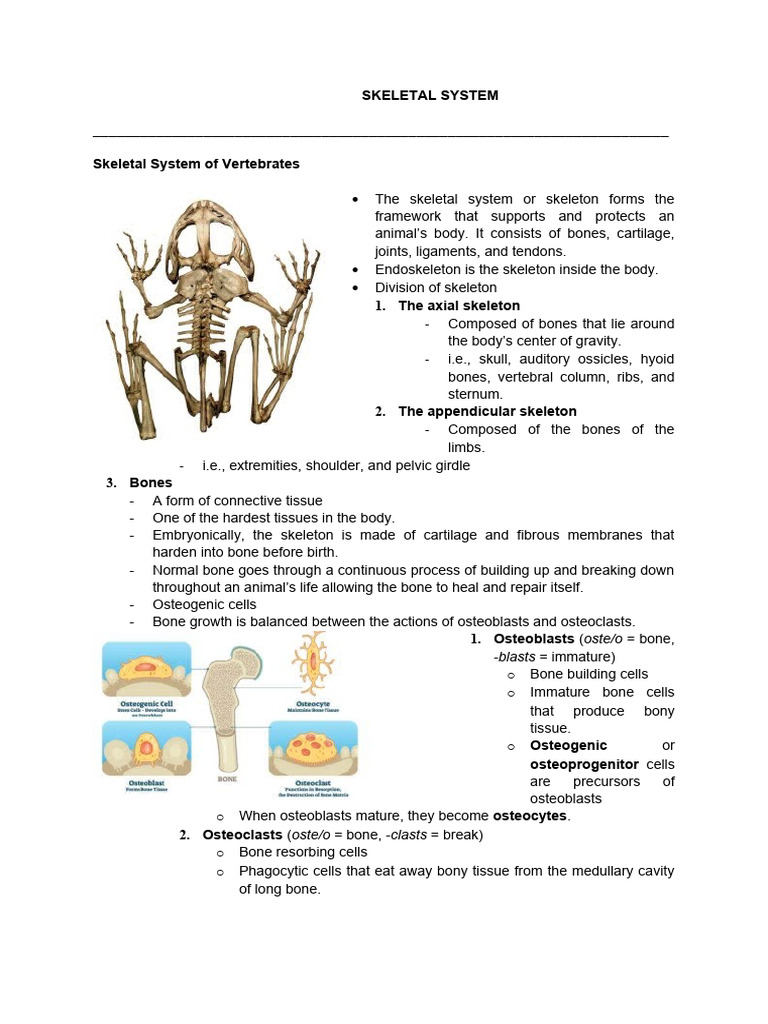 Overview of Vertebrate Skeletal System | PDF | Self-Improvement | Wellness