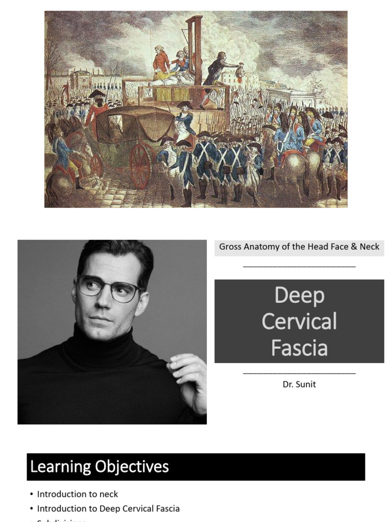 HNF 03 Fascia Colli - II | PDF | Neck | Common Carotid Artery