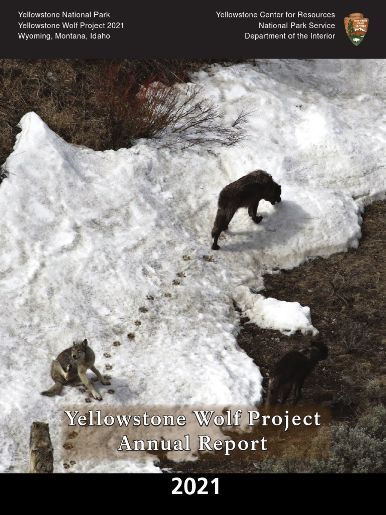 2021 Wolf Report - Reduced 3 | PDF | Pack (Canine) | Yellowstone ...