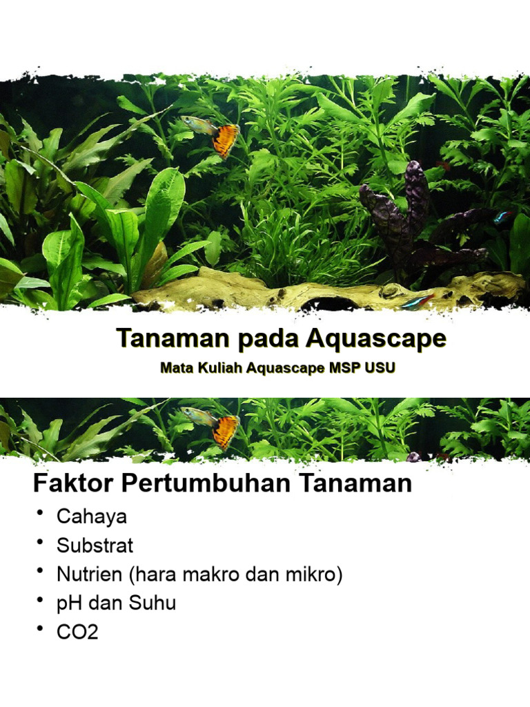 Tanaman Pada Aquascape | PDF
