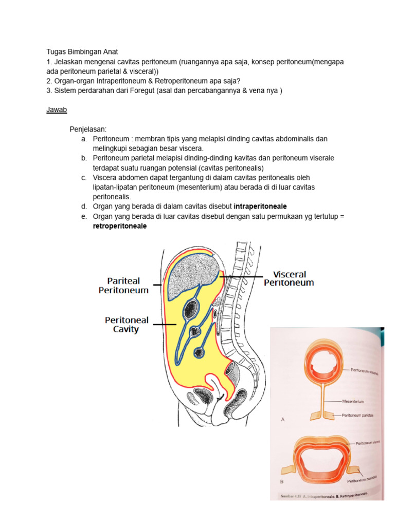 Cavitas Peritonealis dan Organ Abdominal | PDF