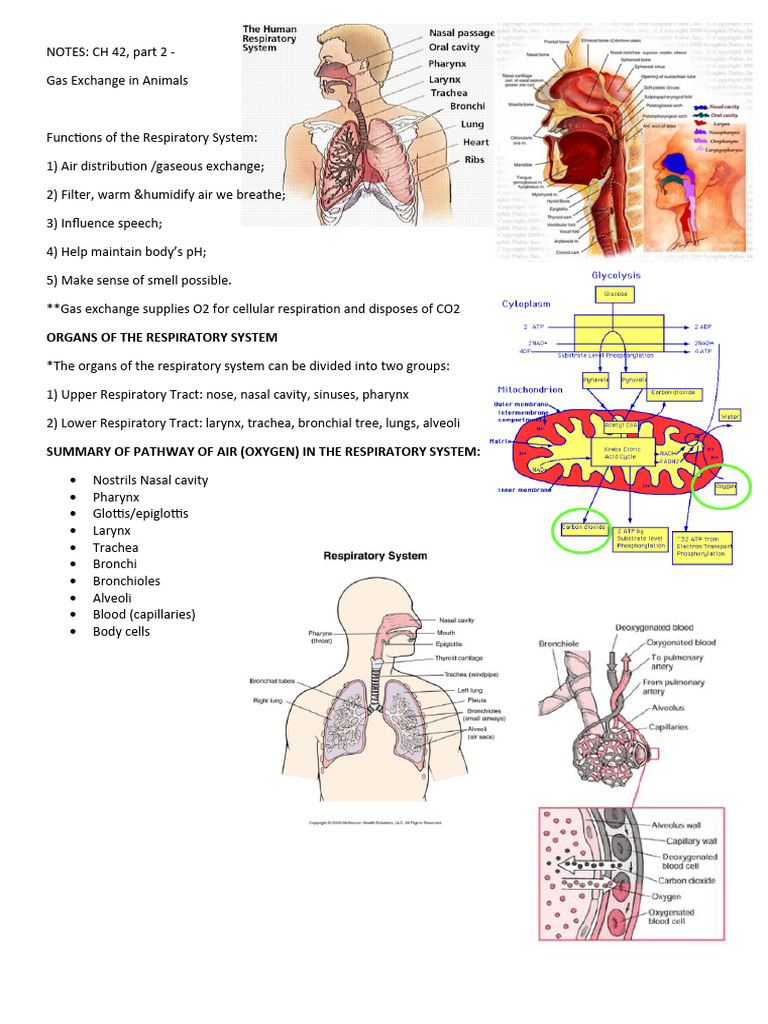 Breathing and Gas Exchange (Science) | PDF | Respiratory Tract | Breathing