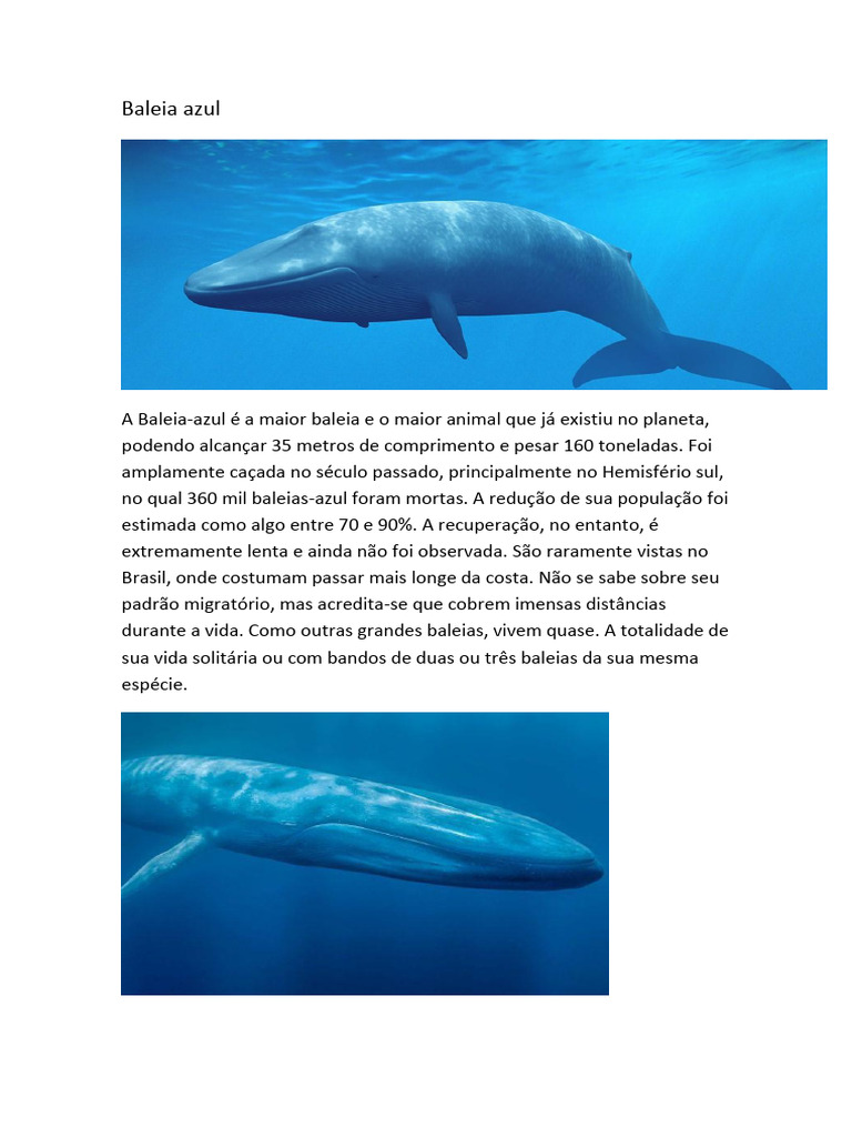 Características da Baleia Azul | PDF