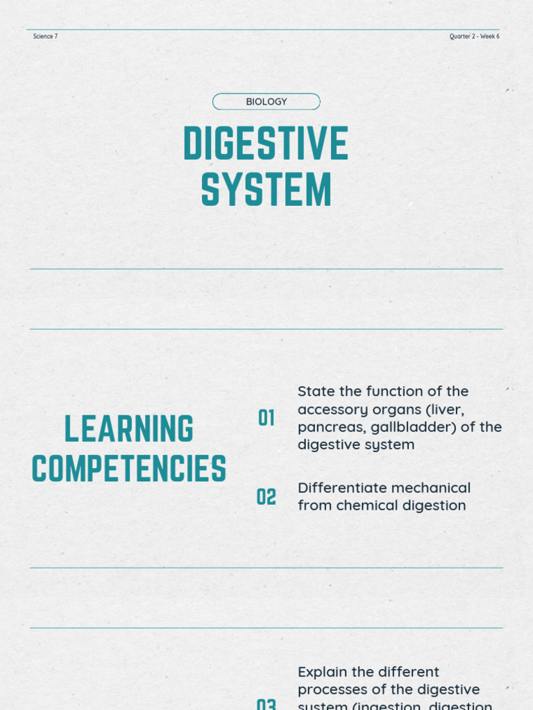 Digestive System | PDF | Digestion | Human Digestive System